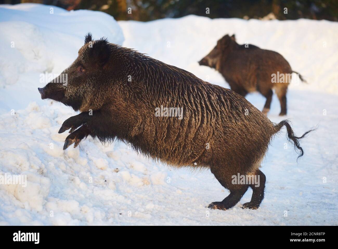 Pigs running free hi-res stock photography and images - Alamy