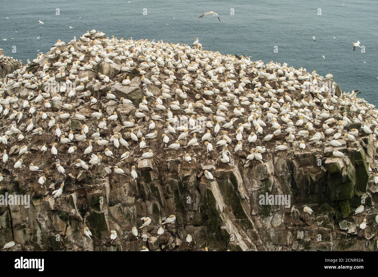 Nesting pairs on bird rock hi-res stock photography and images - Alamy