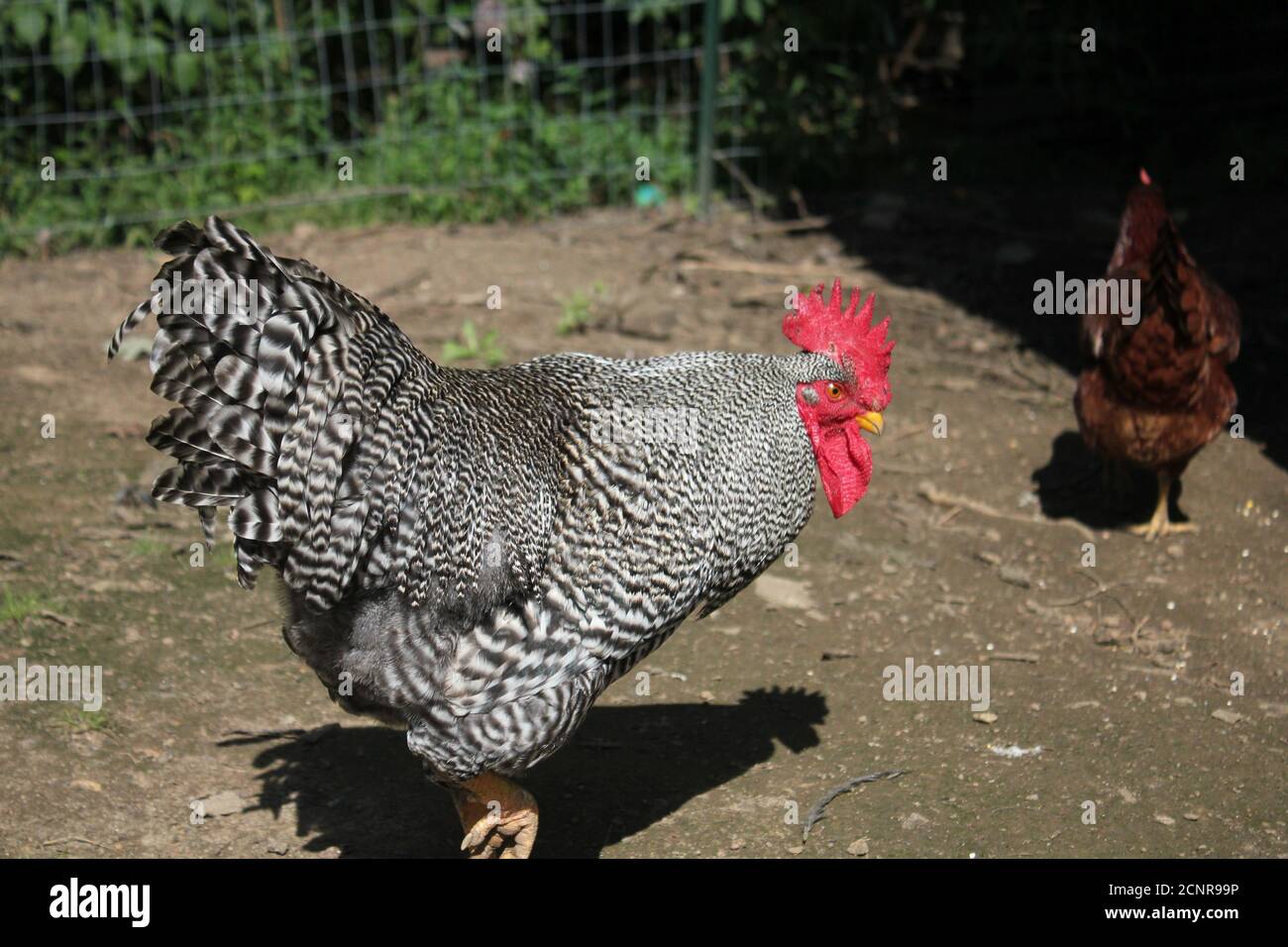 Chicken flock on the farm Stock Photo - Alamy