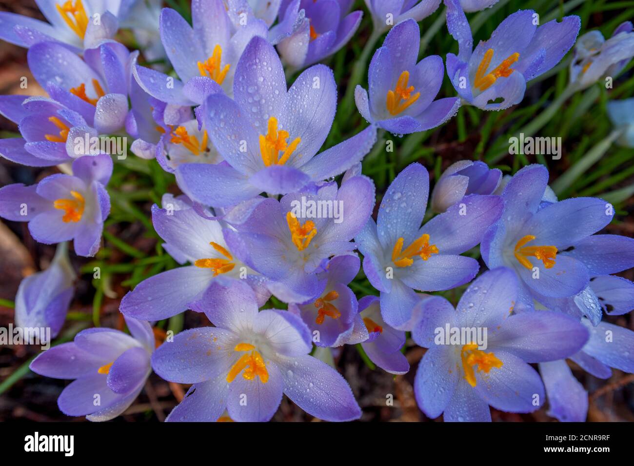 Crocus flowers in spring time in the Arboretum in Seattle, Washington ...