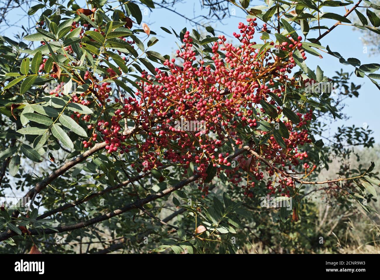 Terebinth tree hi-res stock photography and images - Alamy
