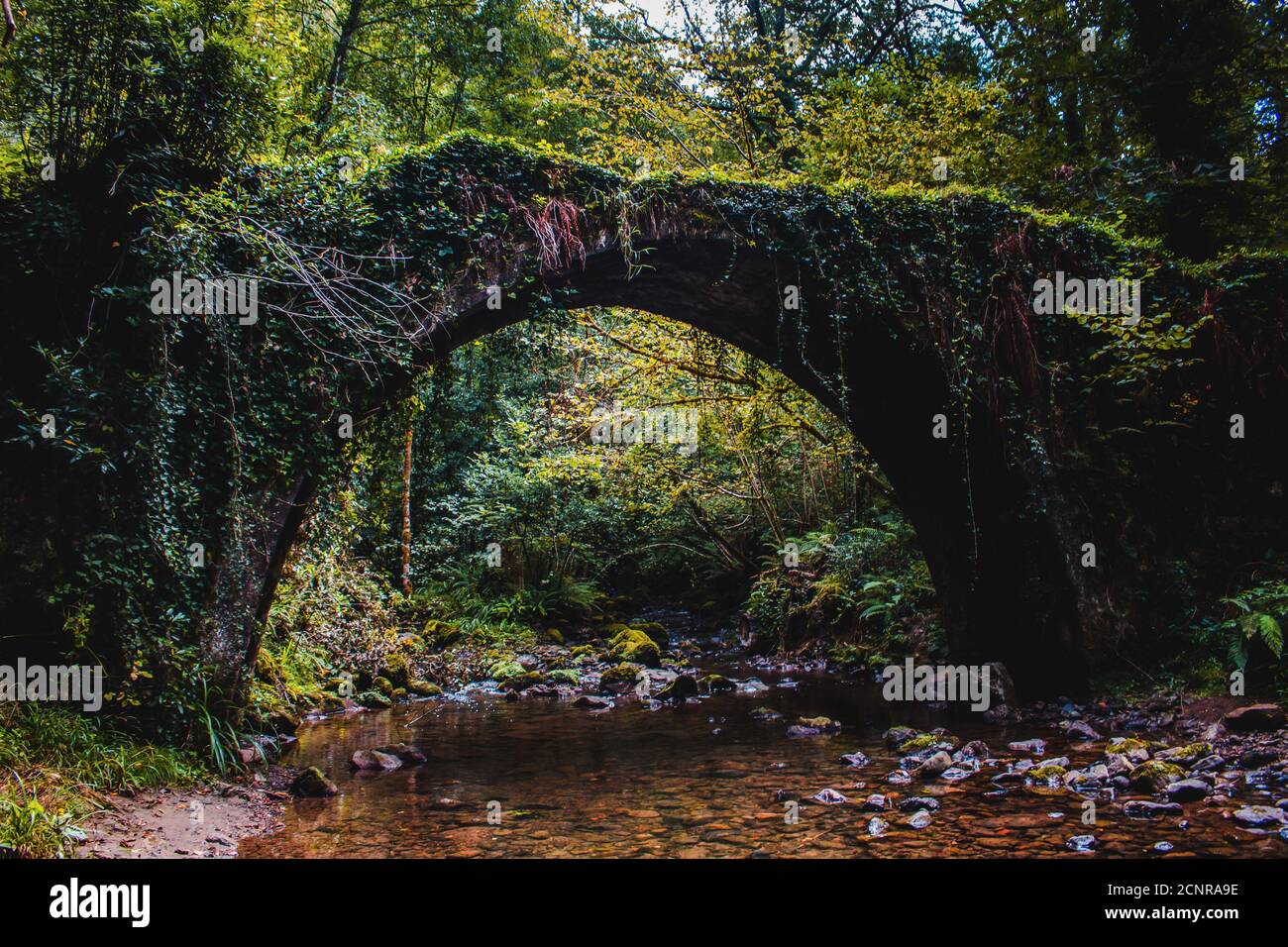 Forest rope bridge hike hi-res stock photography and images - Alamy