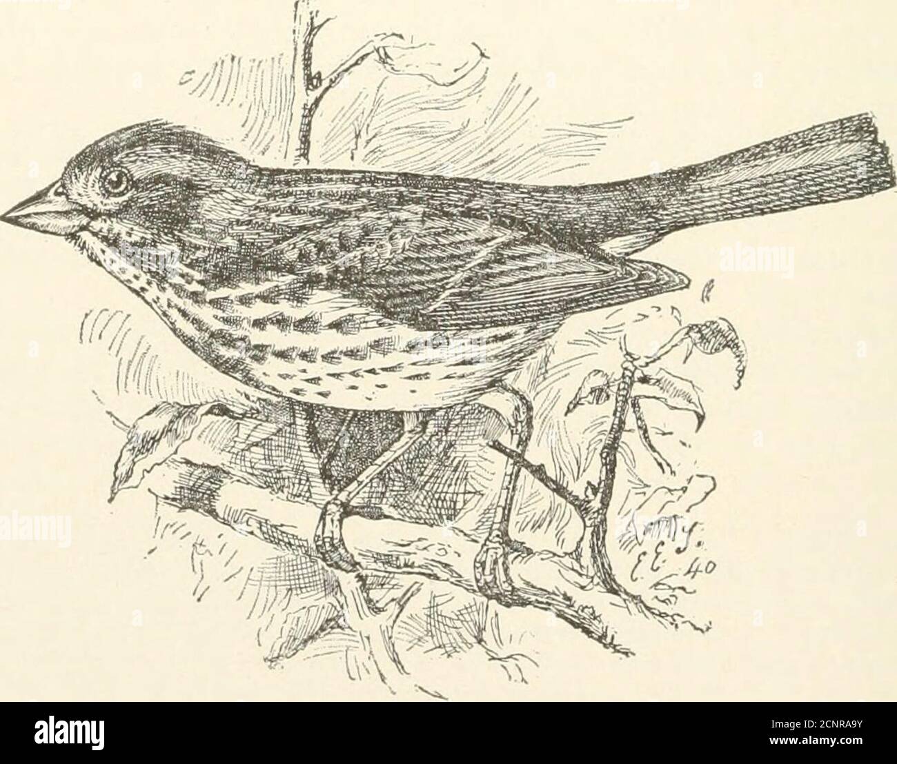 . Michigan bird life : a list of all the bird species known to occur in ...