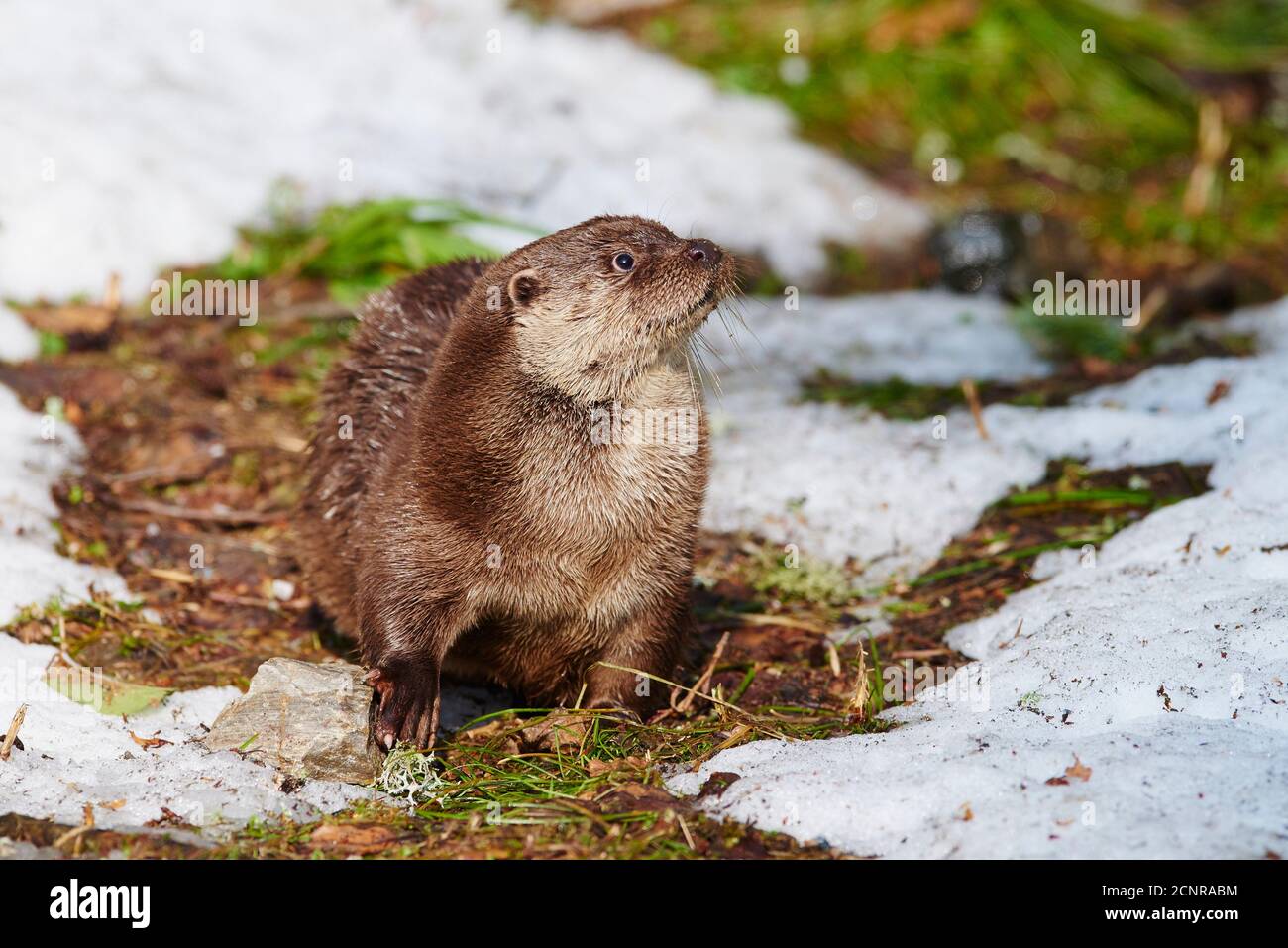 Eurasian otter (Lutra lutra), captive, winter, shore, standing Stock ...