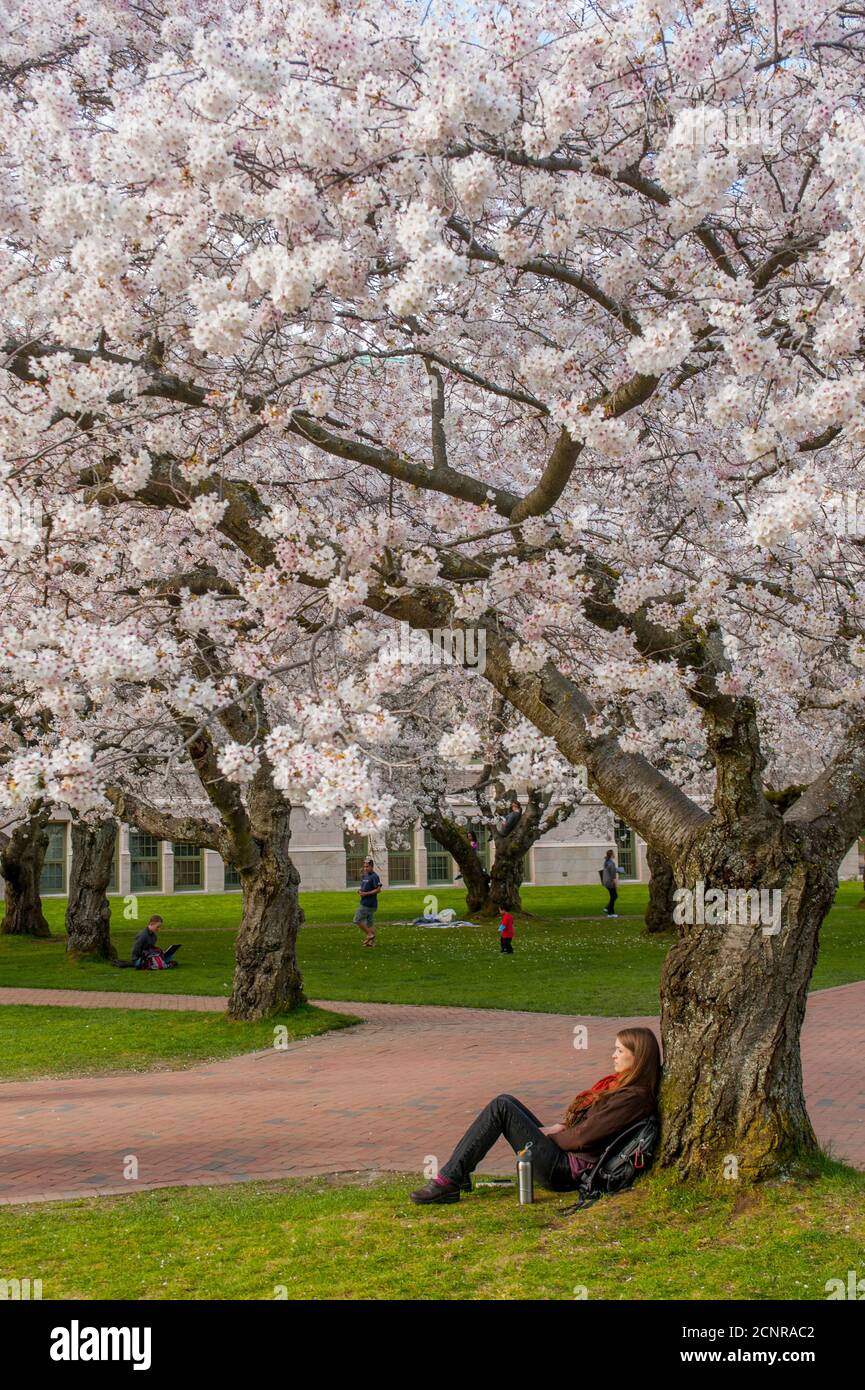 A student is sitting under the flowering cherry trees in spring time at ...