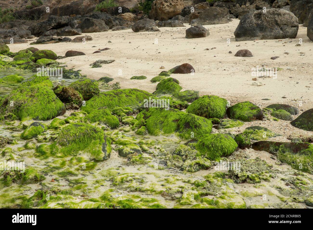 Green rocks beach at Bali, Indonesia. Sunrise at Bali Beach with green ...