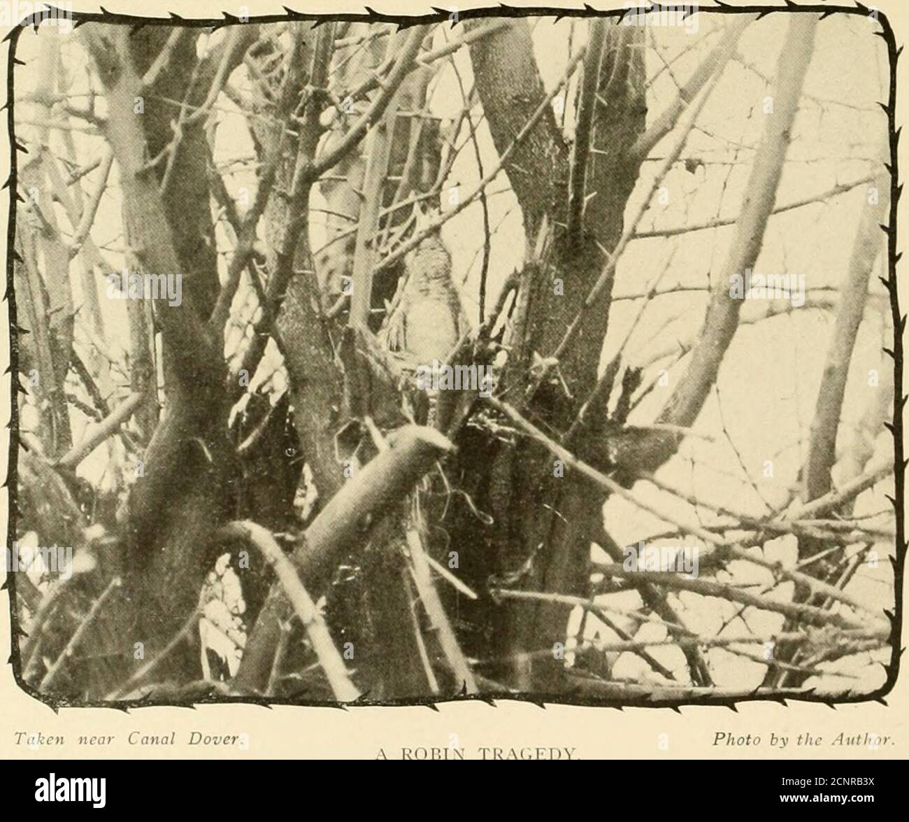 Tow eggs in nest hi-res stock photography and images - Alamy