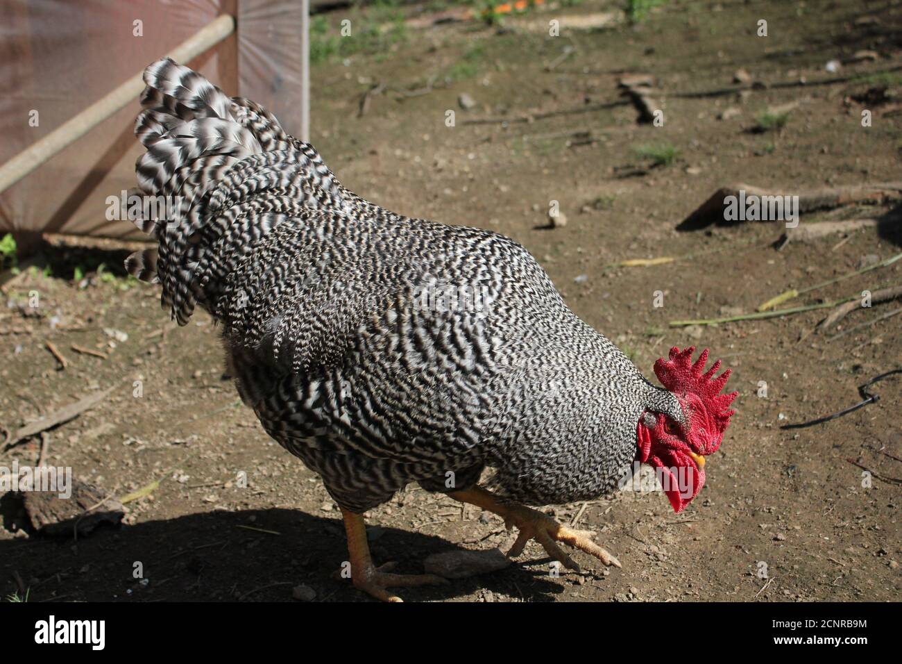 Chicken flock on the farm Stock Photo - Alamy
