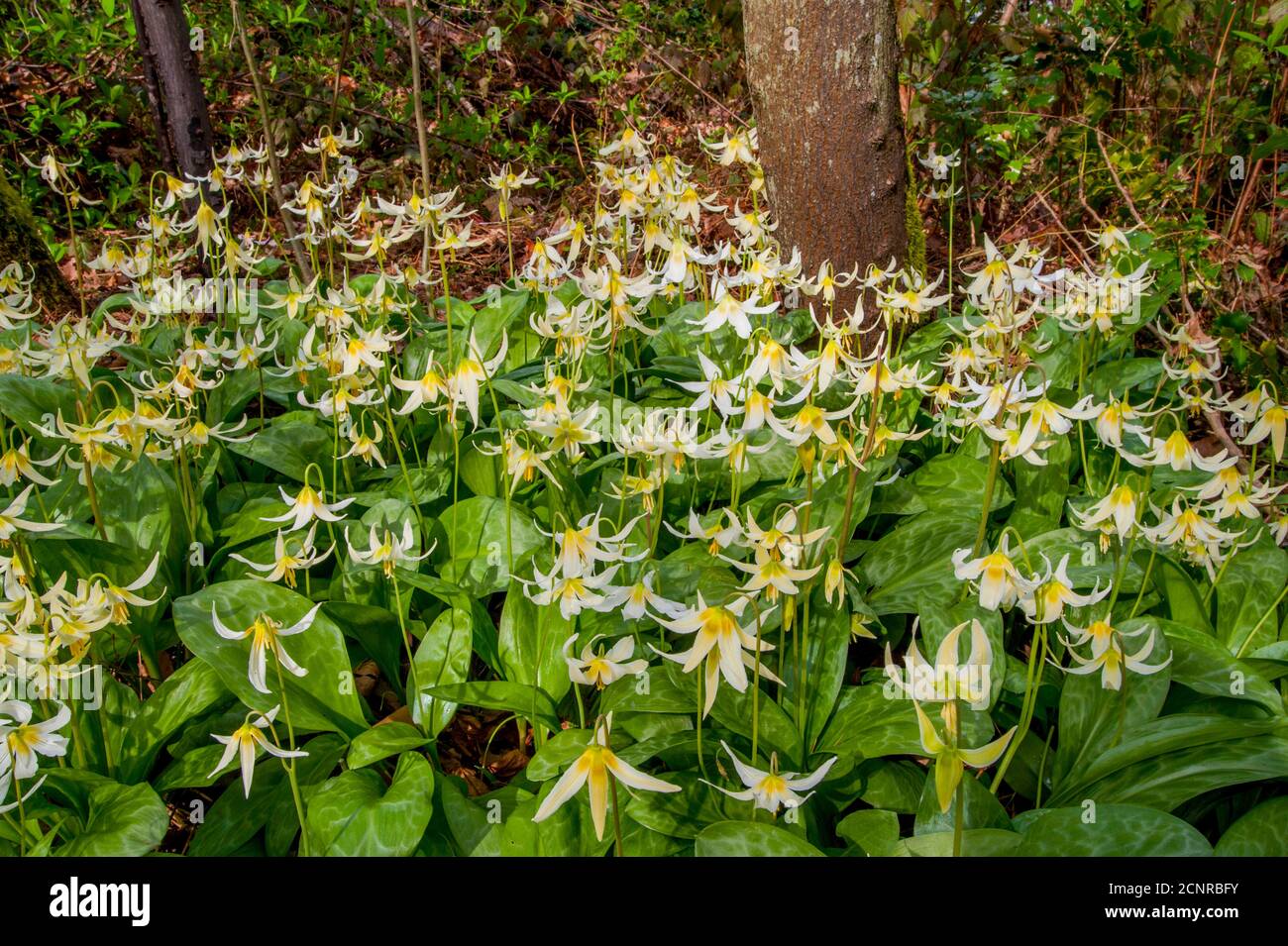 Avalanche lily flowers in spring time in the Arboretum in Seattle ...
