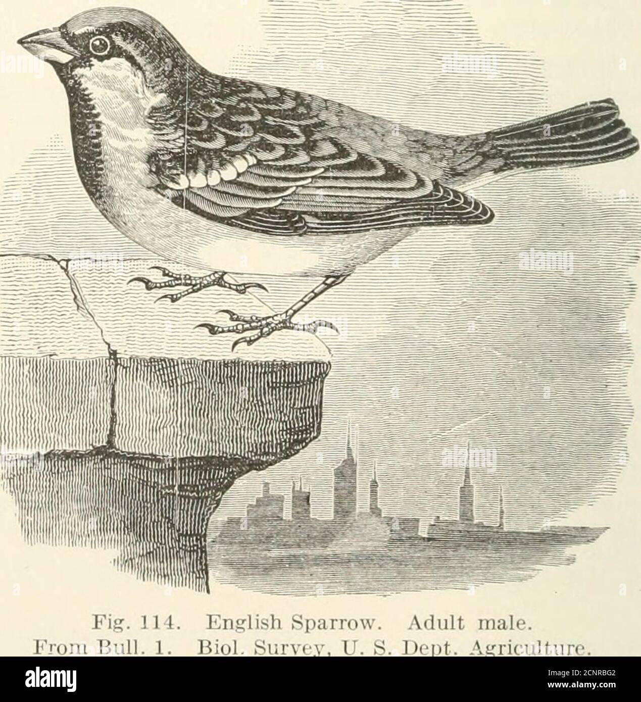 Jackson bird trans hi-res stock photography and images - Alamy