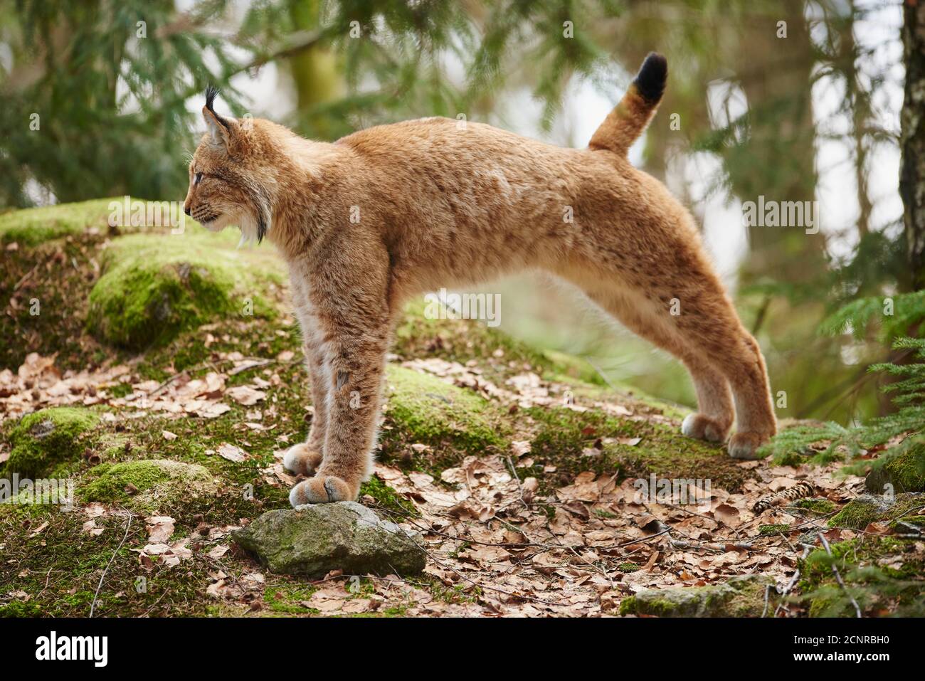 Eurasian lynx (Lynx lynx), forest, stand, sideways, stretch Stock Photo ...