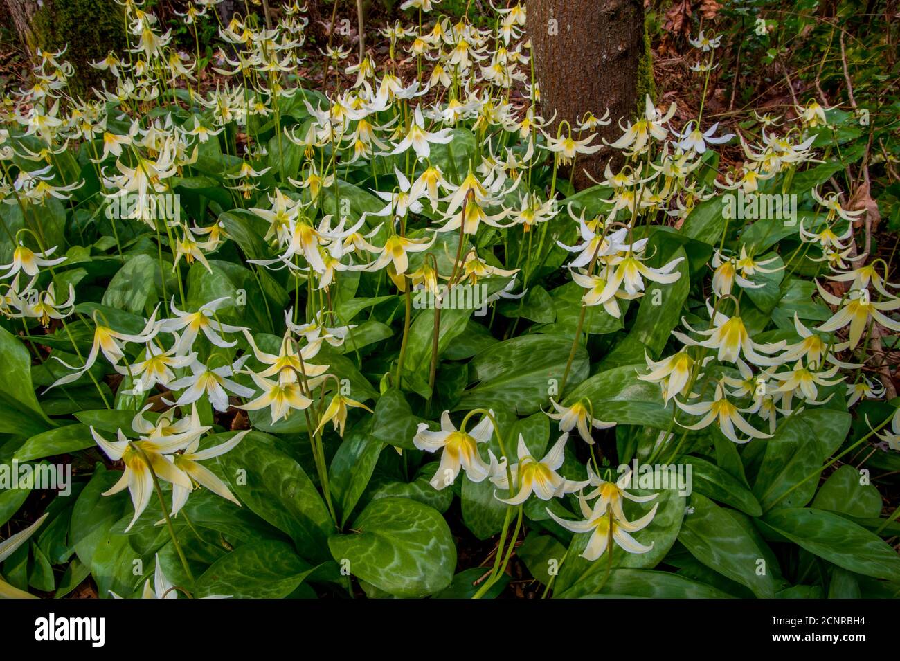 Washington state arboretum hi-res stock photography and images - Alamy