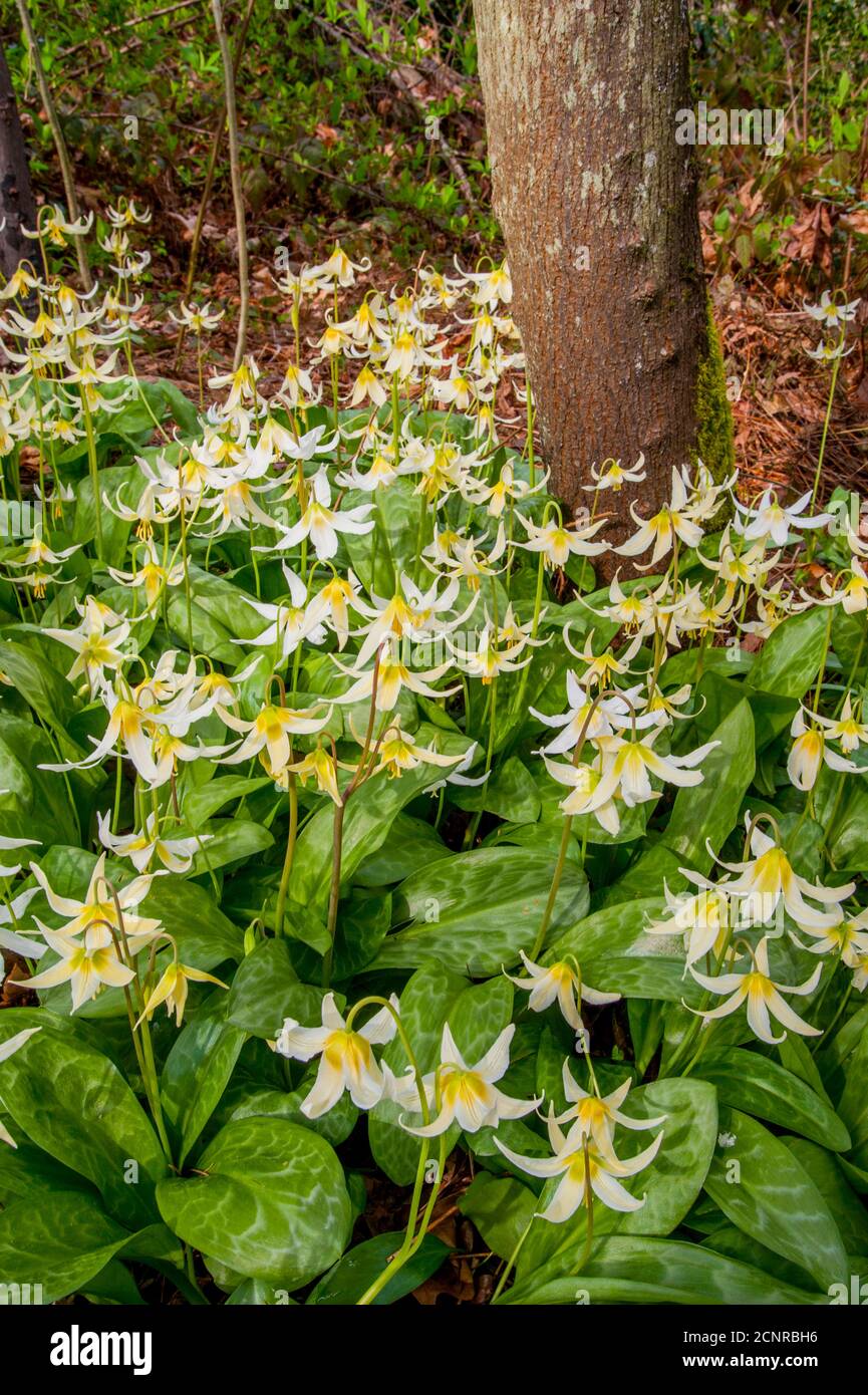 Avalanche lily flowers in spring time in the Arboretum in Seattle ...