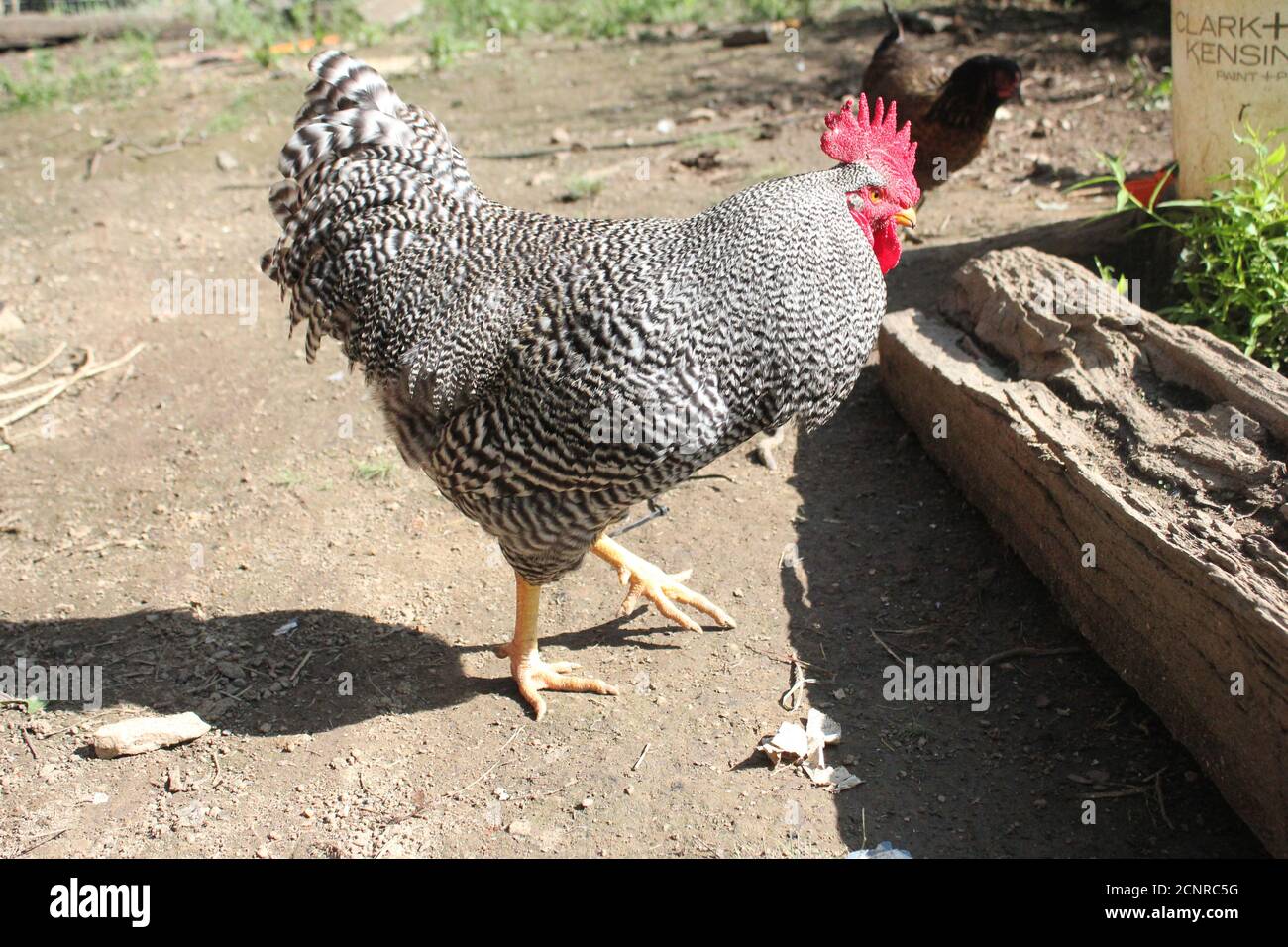 Chicken flock on the farm Stock Photo - Alamy