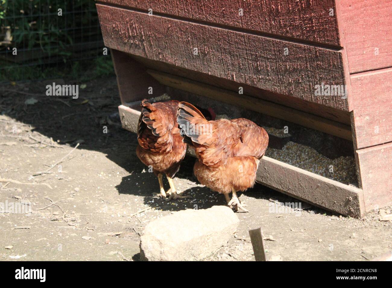Chicken flock on the farm Stock Photo - Alamy