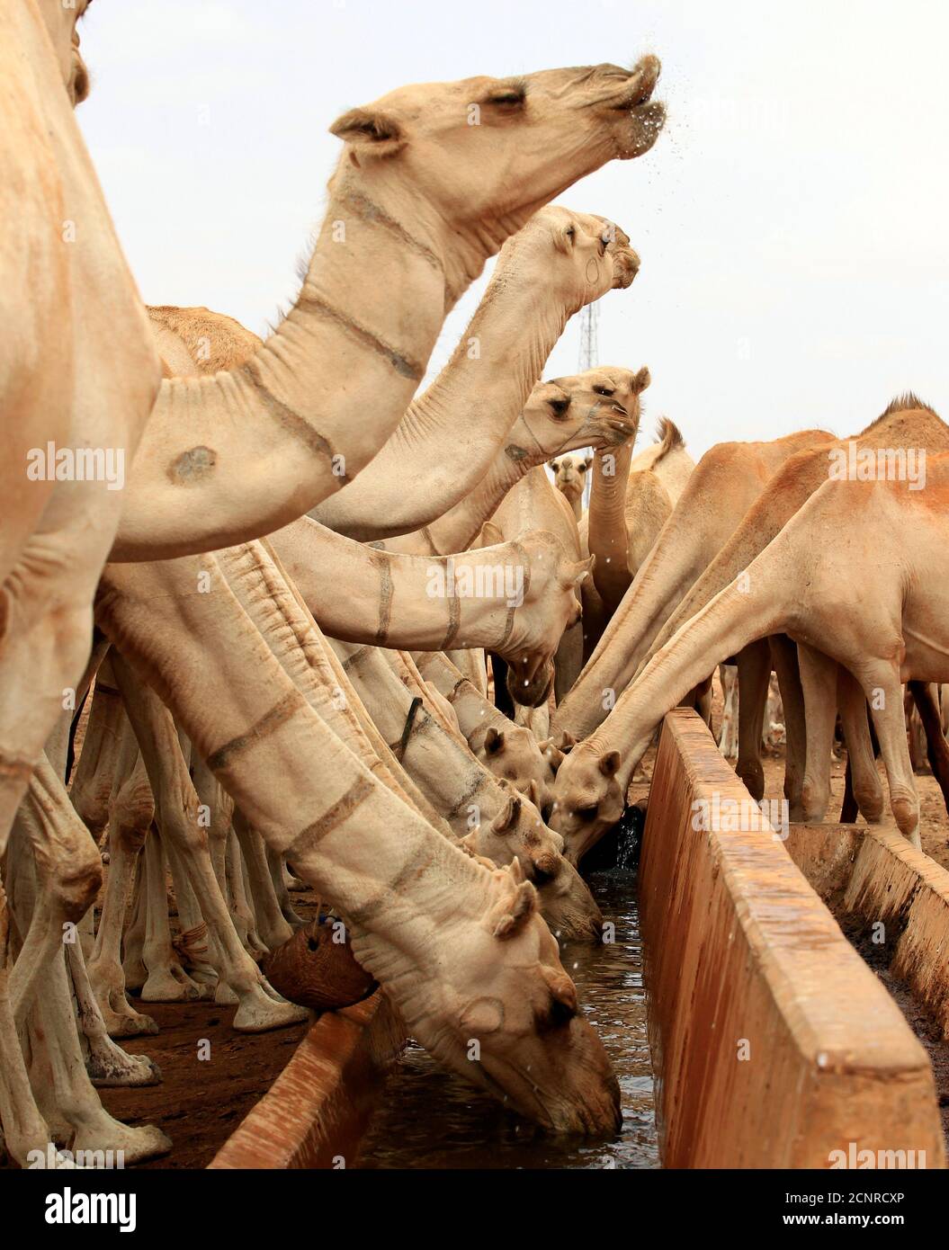 Horn of africa famine hi-res stock photography and images - Alamy