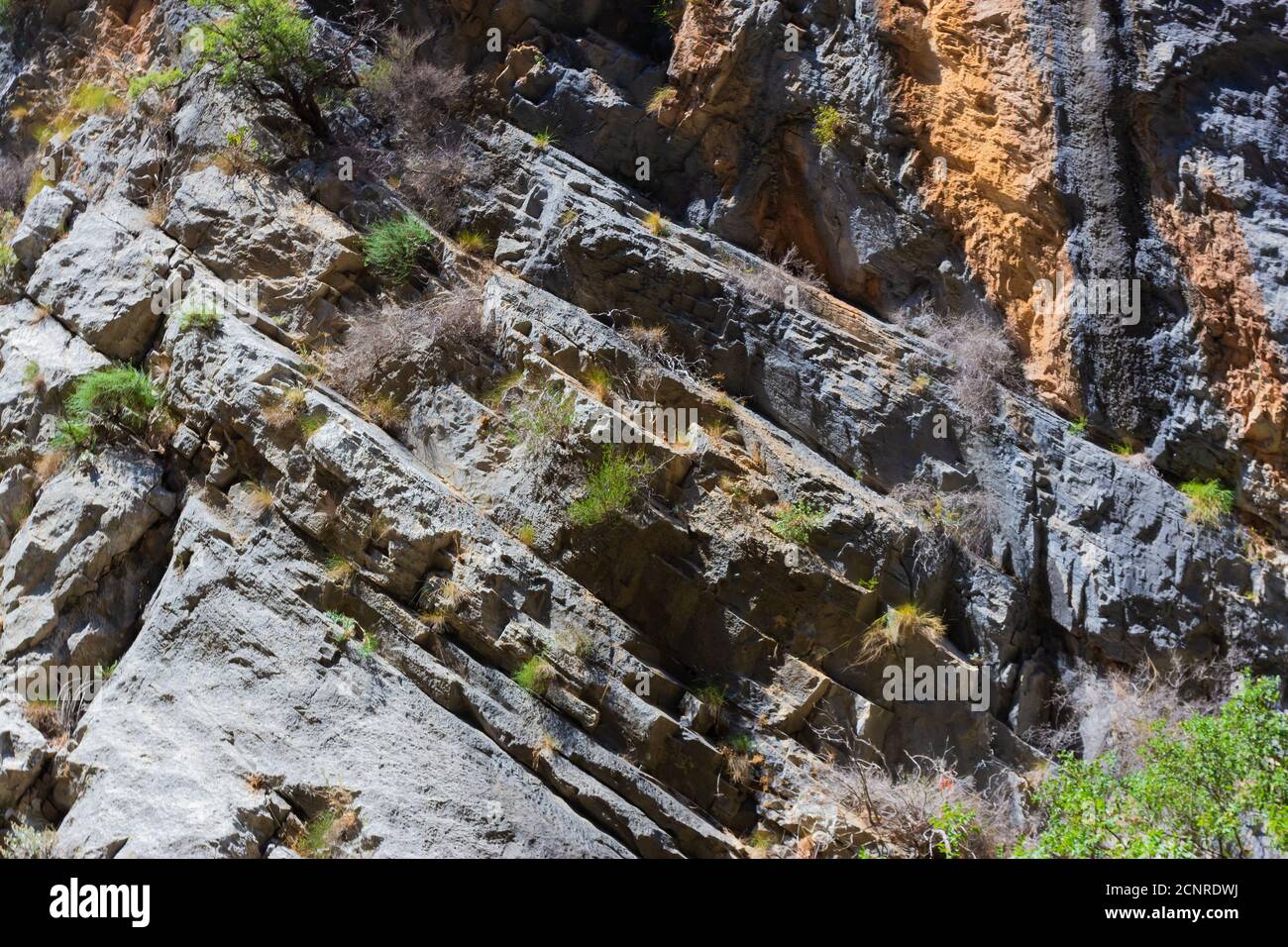Tree growing from a cliff hi-res stock photography and images - Alamy