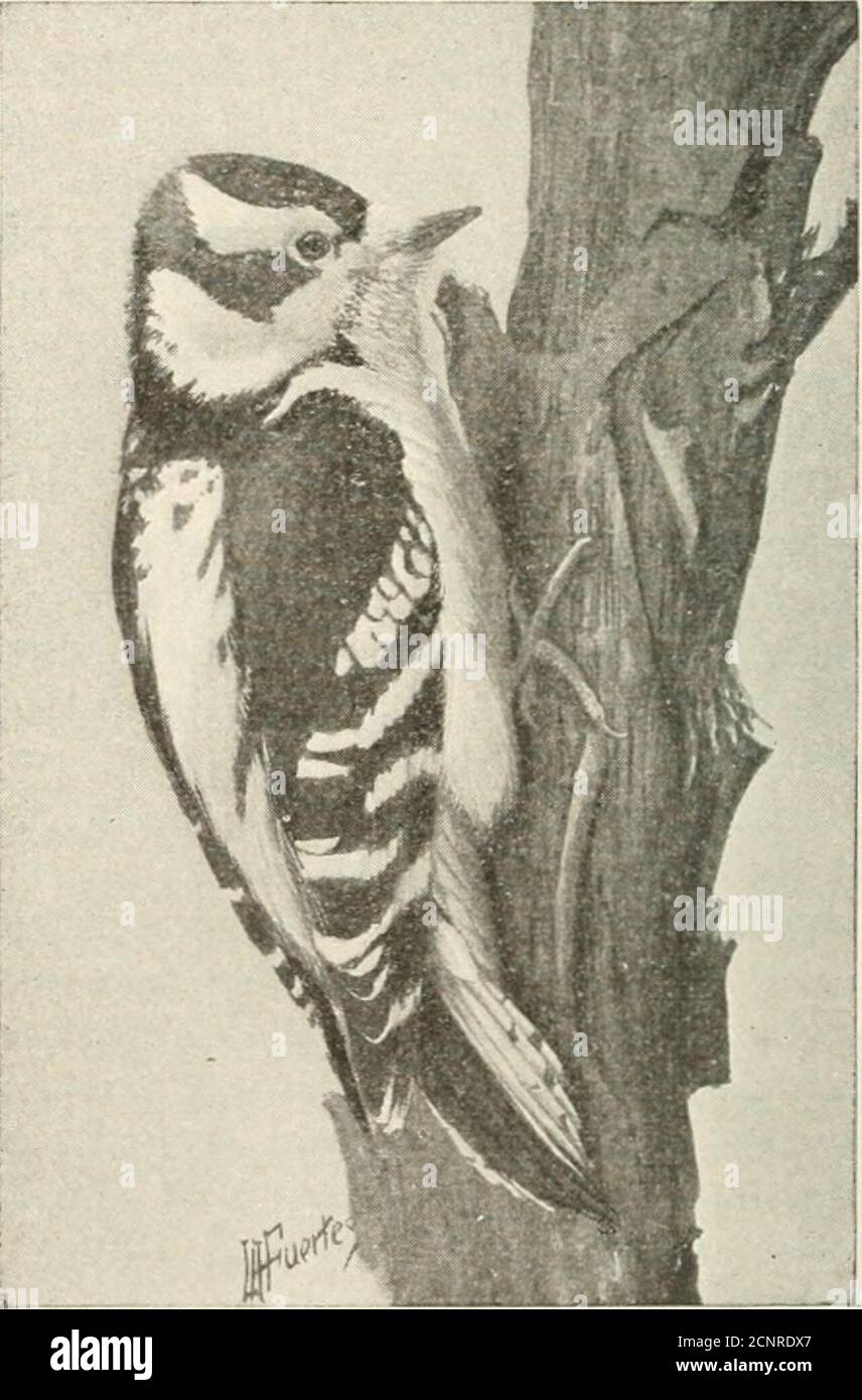 . Michigan bird life : a list of all the bird species known to occur in ...