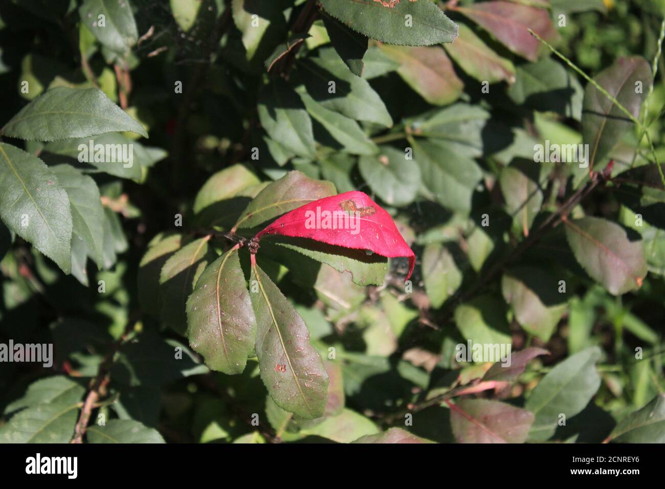 One red leaf growing on the bush Stock Photo - Alamy