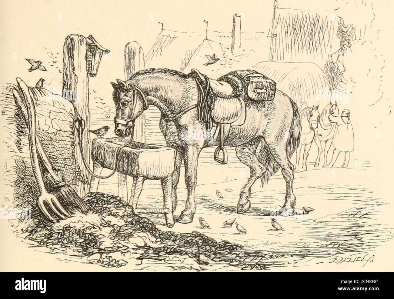 Ear tug hi-res stock photography and images - Alamy