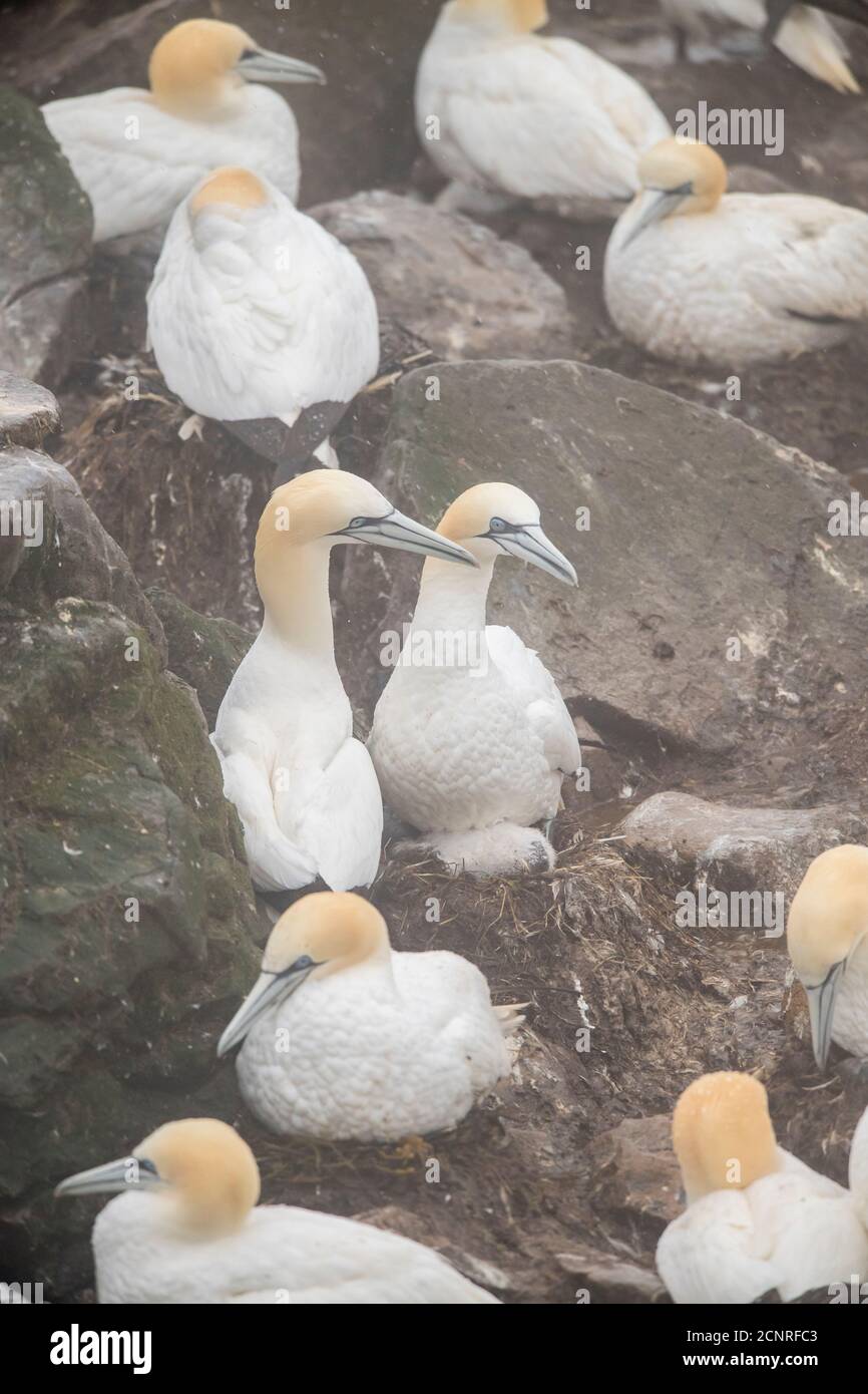 Northern Gannet Morus Bassanus Nesting Behaviour In The Colony Cape