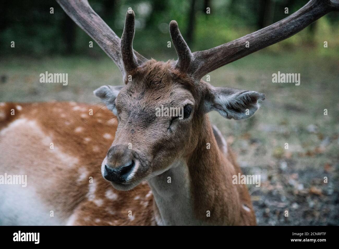 Dam deer hi-res stock photography and images - Alamy