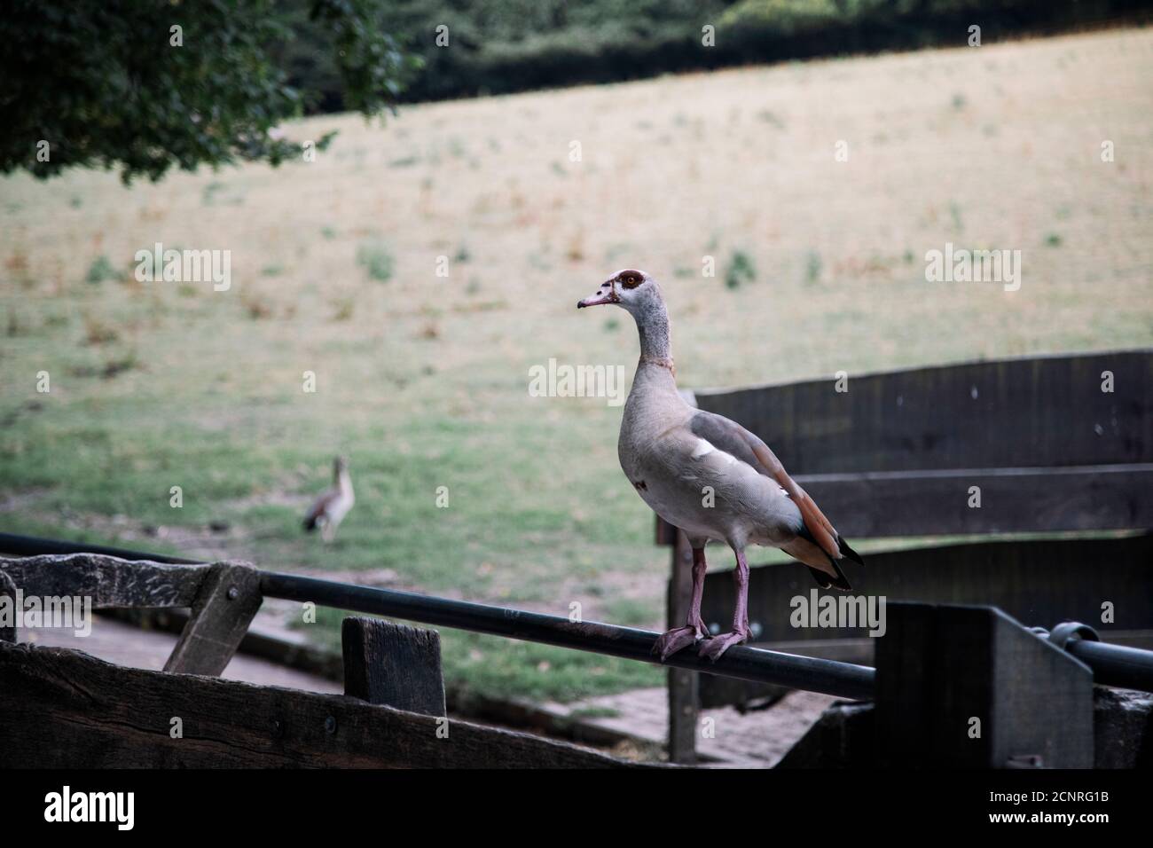 Egyptian egyptian goose hi-res stock photography and images - Alamy