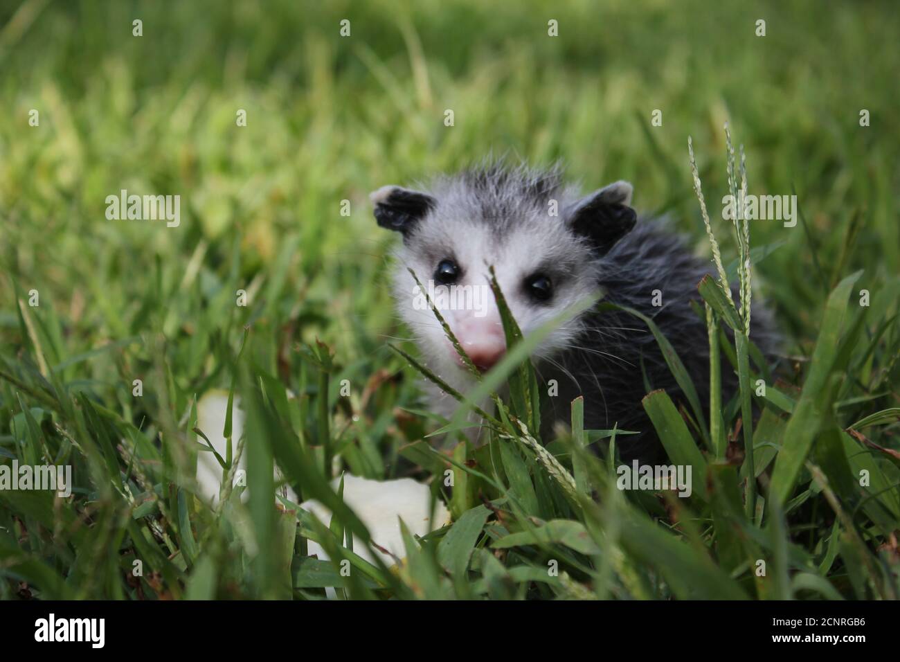 Baby opossum hi-res stock photography and images - Alamy