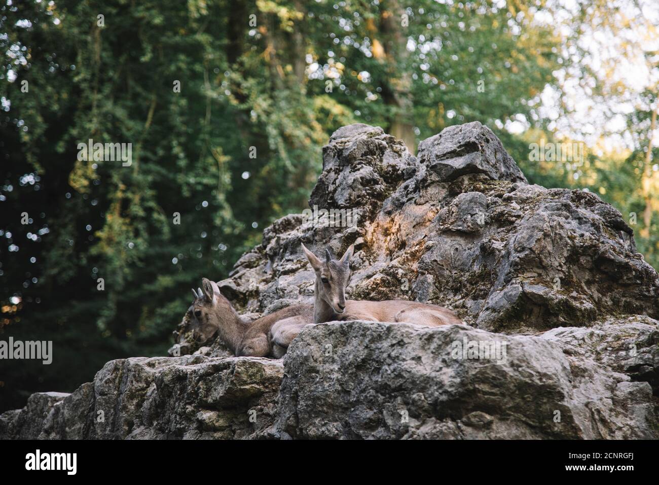 Ibex well hi-res stock photography and images - Alamy
