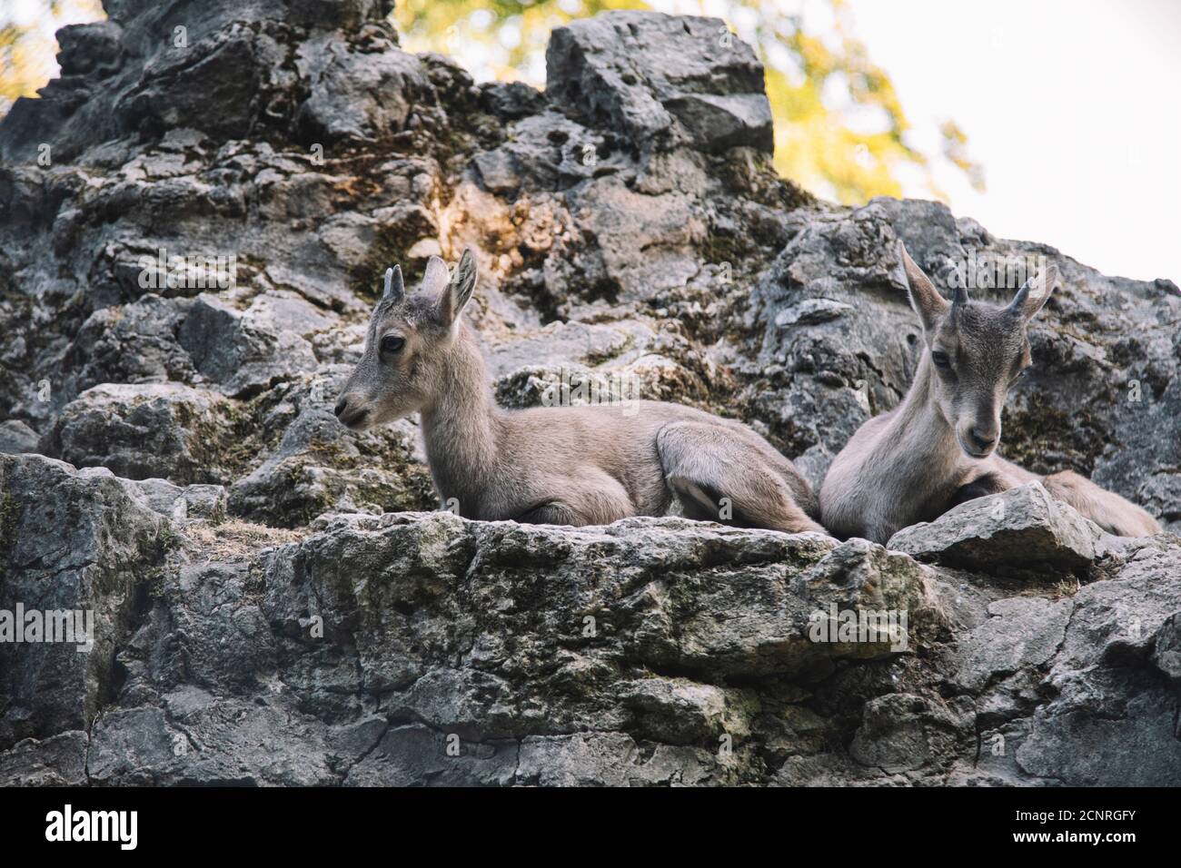 Ibex well hi-res stock photography and images - Alamy
