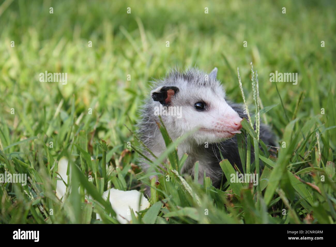 Opossum baby hi-res stock photography and images - Alamy