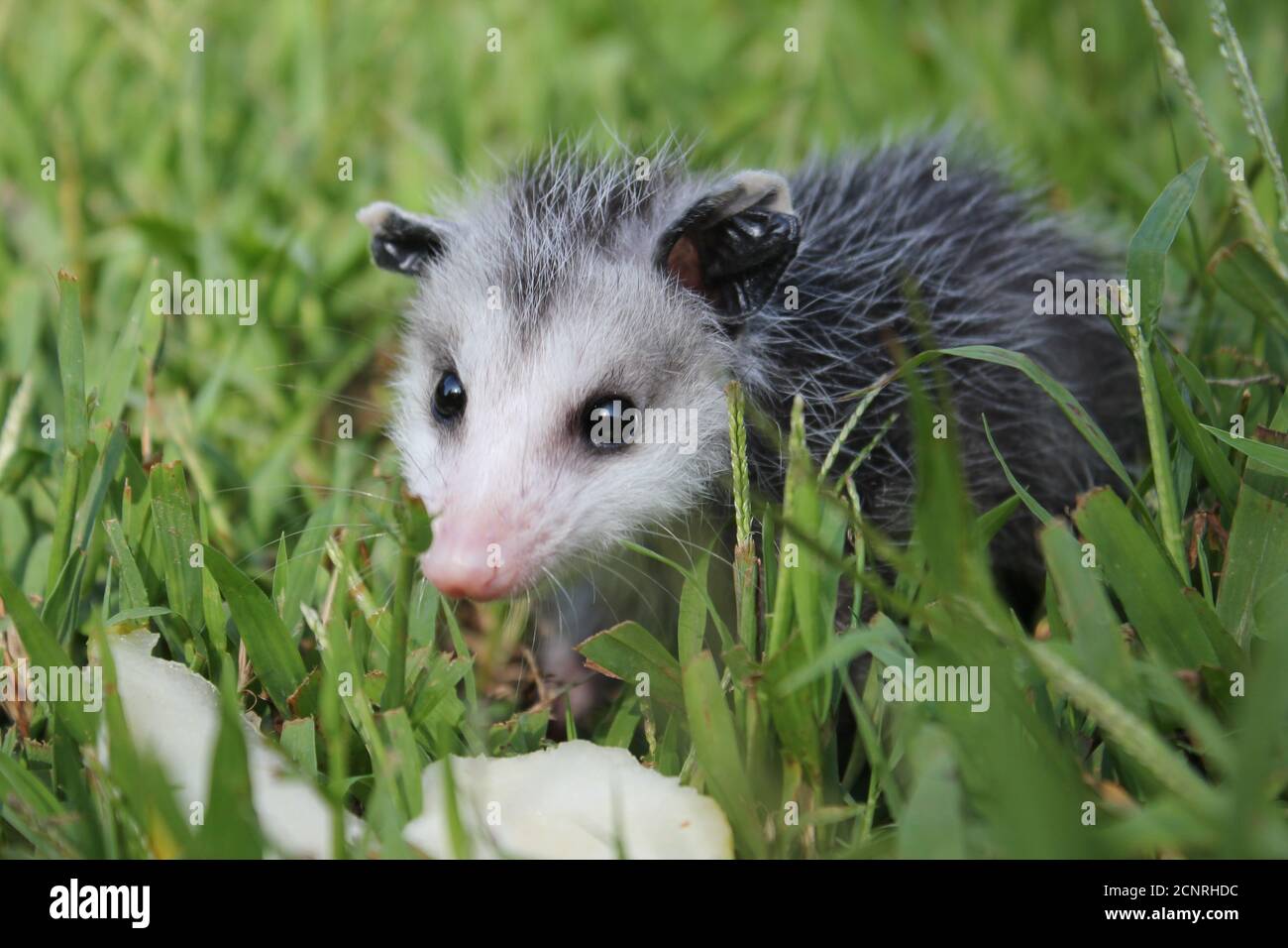 Baby opossum hi-res stock photography and images - Alamy