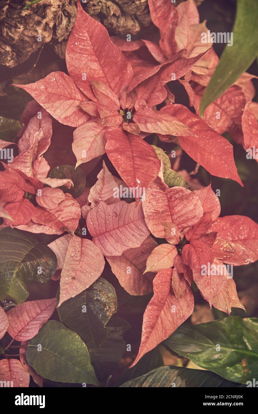 full frame red poinsettia as Christmas background Stock Photo - Alamy