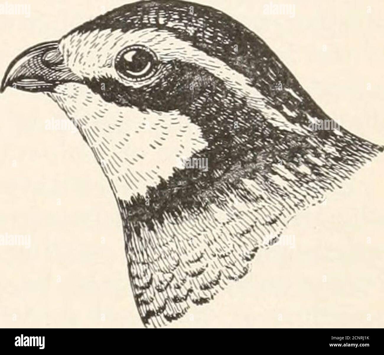 . Michigan bird life : a list of all the bird species known to occur in ...