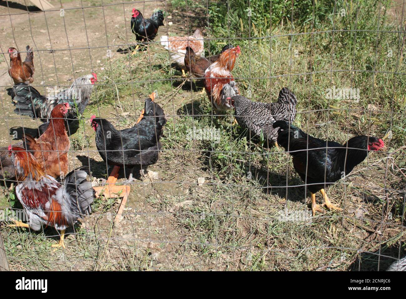 Chicken flock on the farm Stock Photo - Alamy