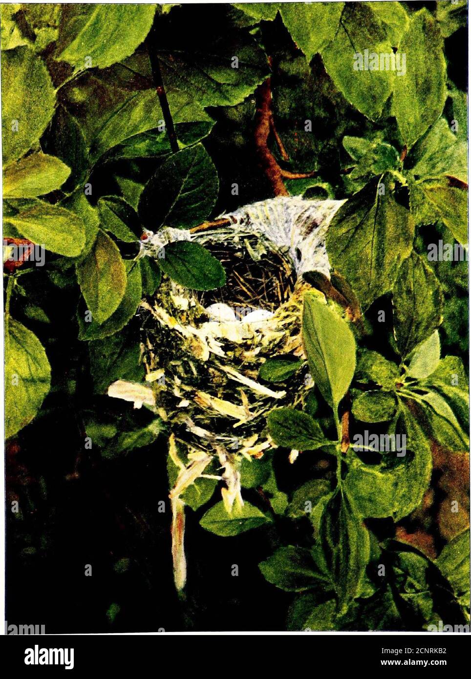 Photographing birds nest Cut Out Stock Images & Pictures - Alamy
