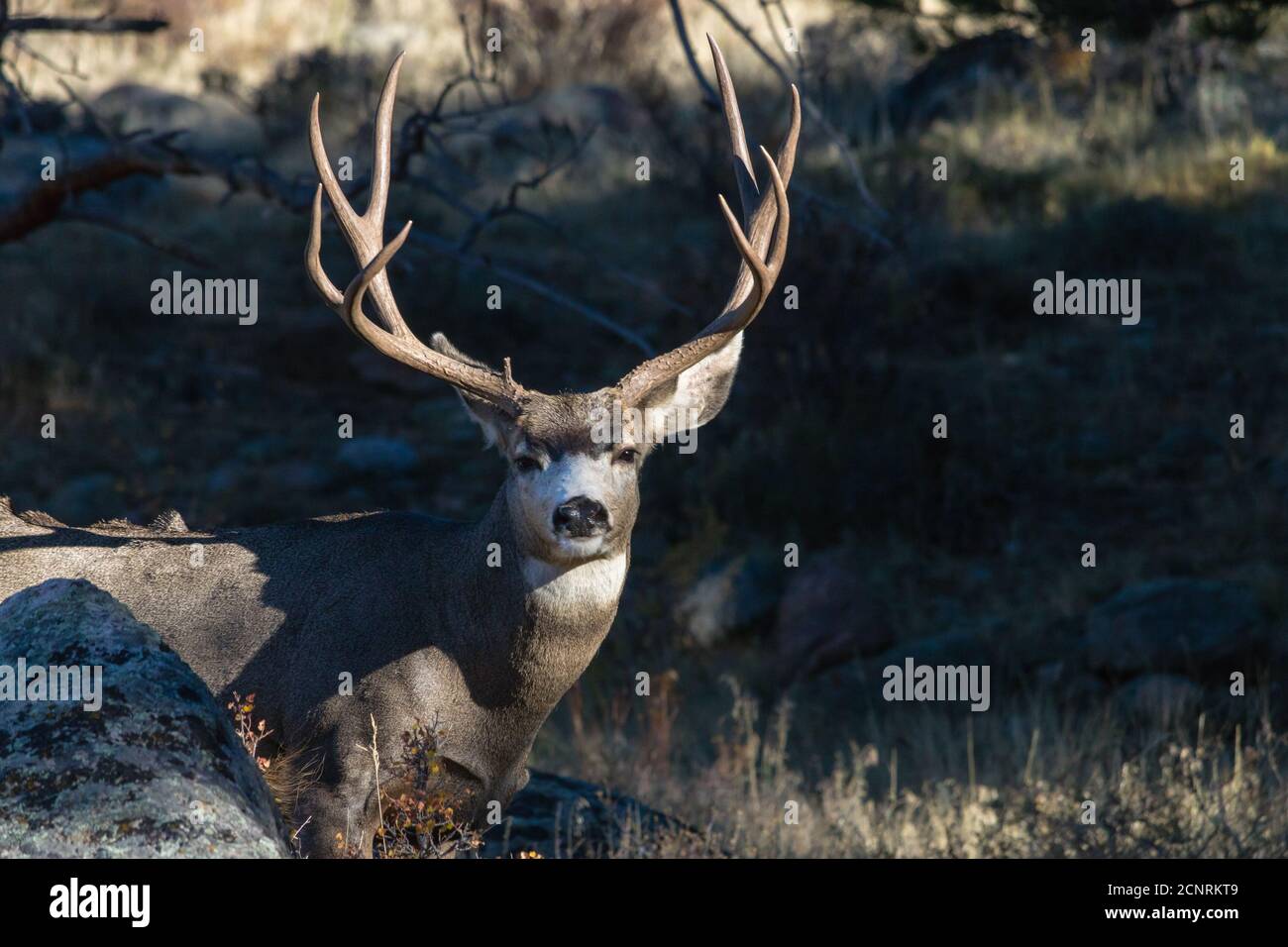 Colorado mule deer buck Stock Photo - Alamy