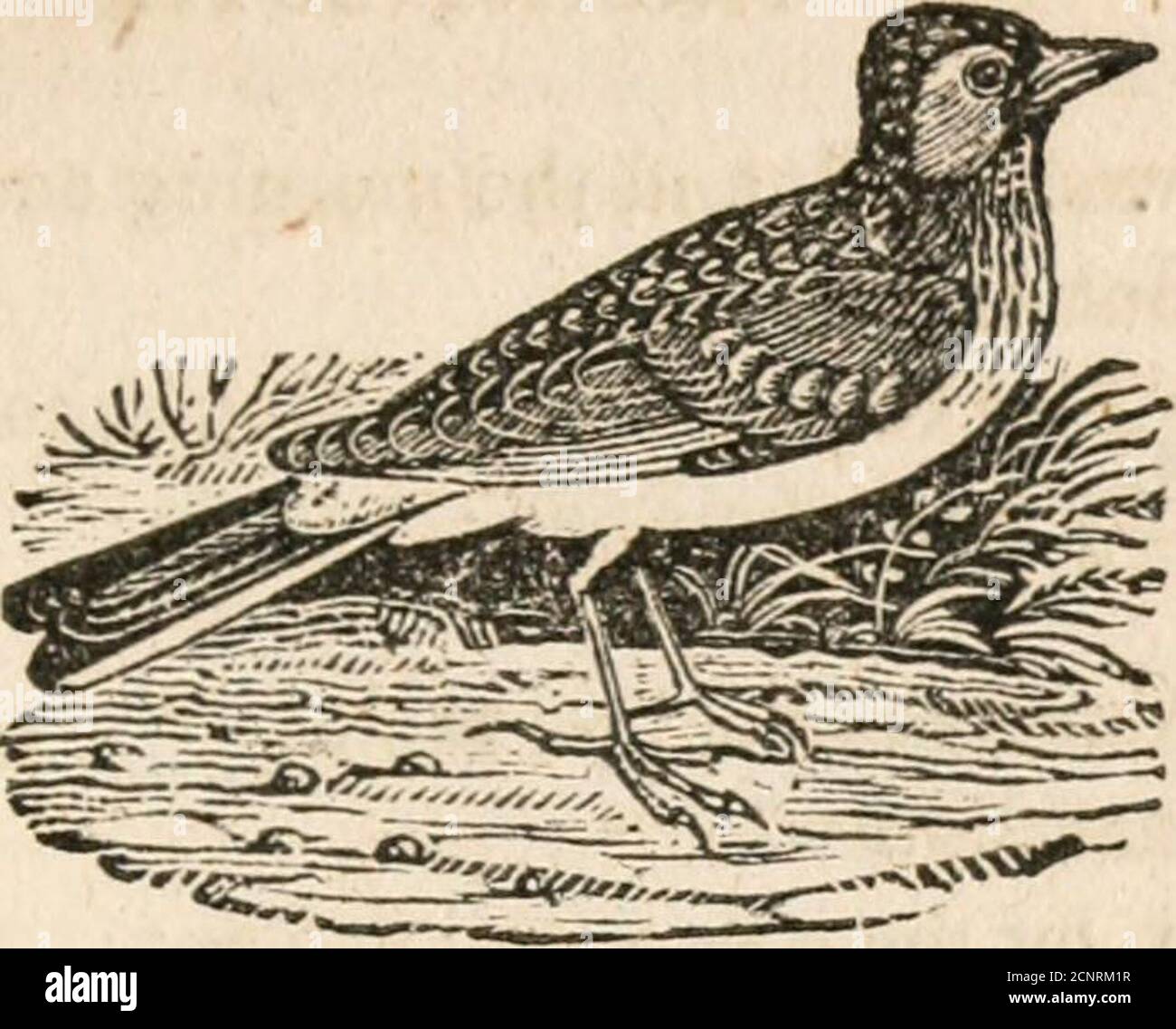 Stones and threes hi-res stock photography and images - Alamy