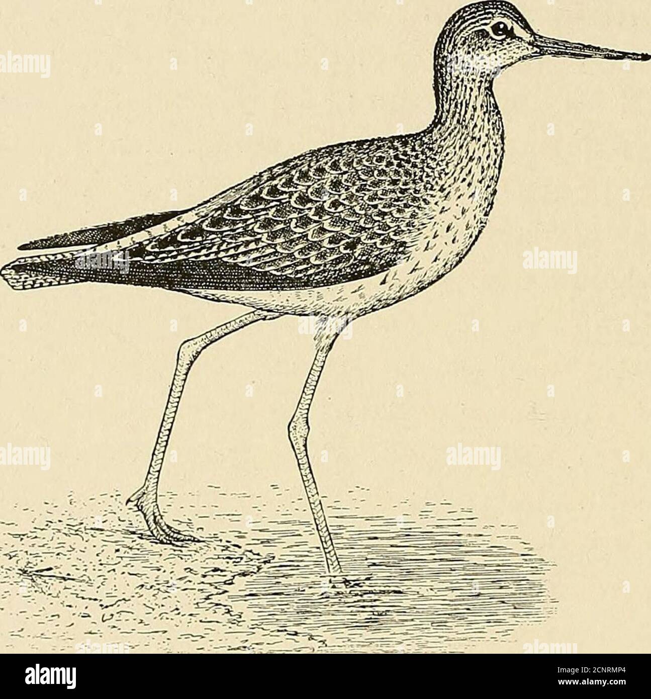 . A history of the game birds, wild-fowl and shore birds of ...