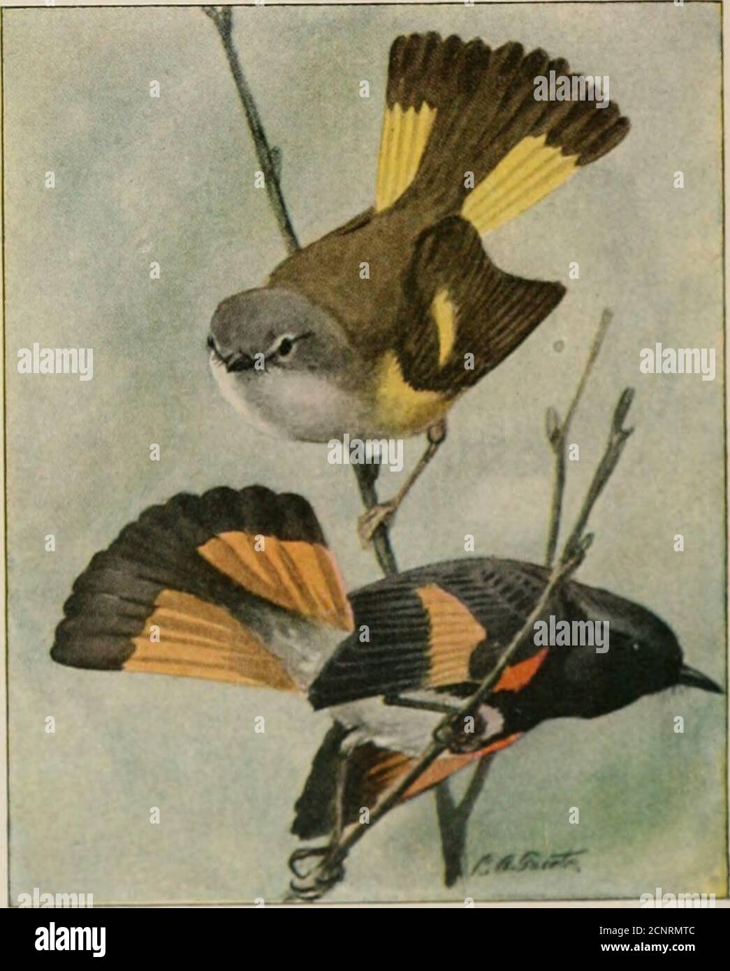 . The book of birds; common birds of town and country and American game ...