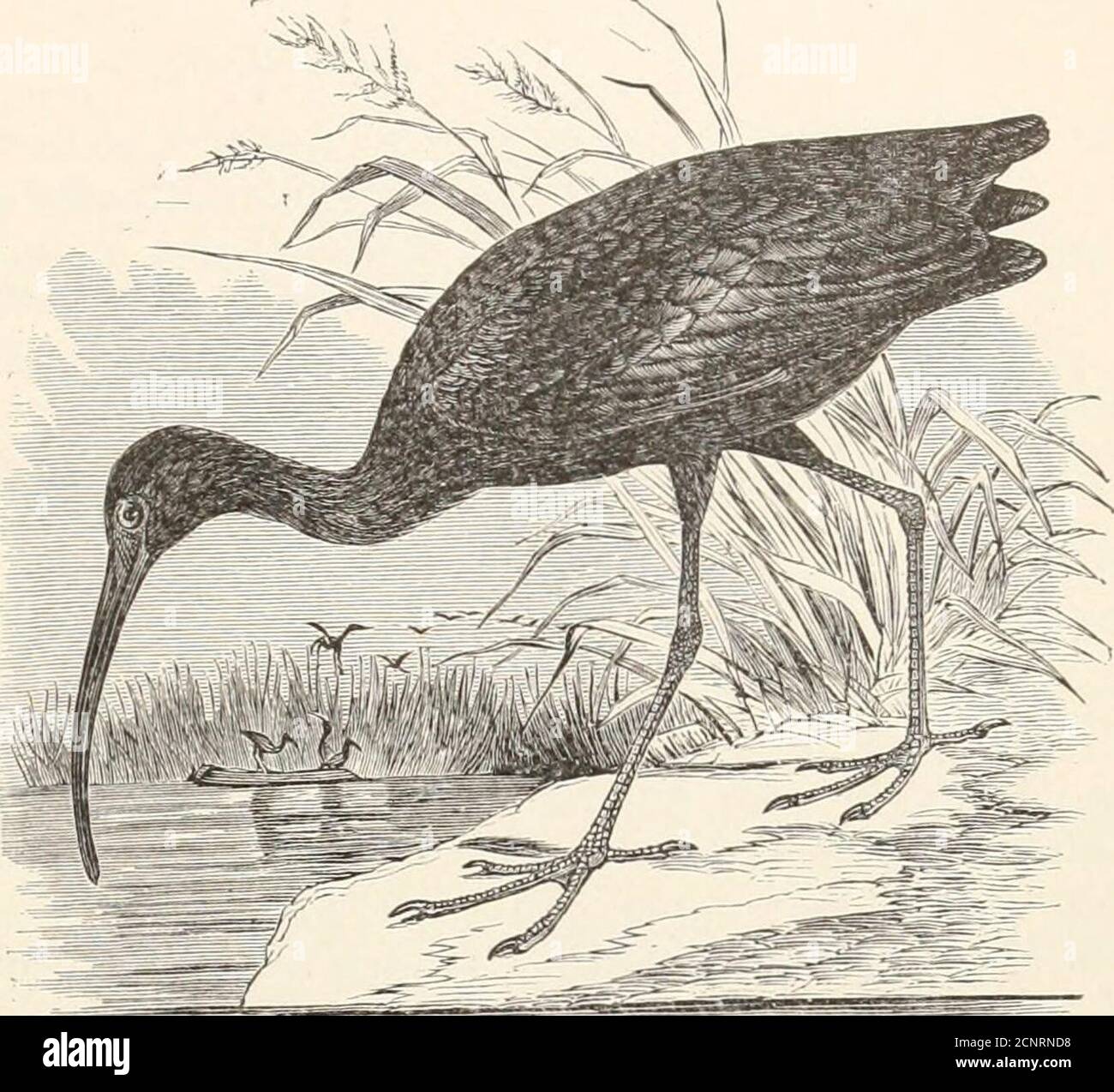 Heron classification hi-res stock photography and images - Alamy