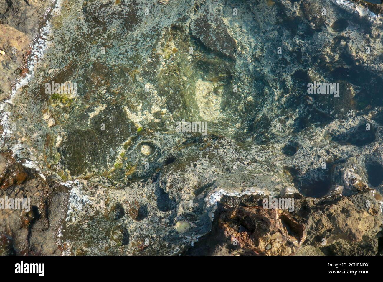 Water puddle and rock texture at the ocean coast Stock Photo - Alamy