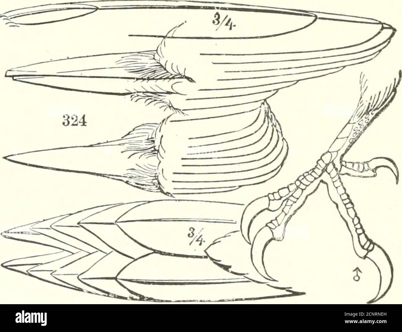 . The birds of eastern North America known to occur east of the ...