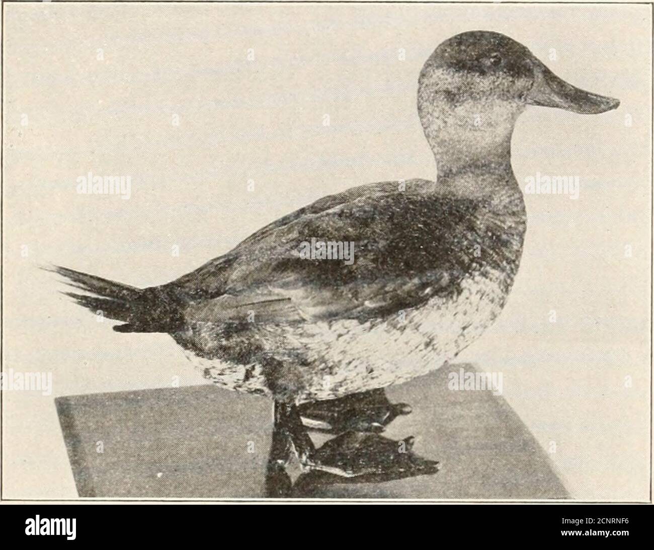 Erismatura rubida hi-res stock photography and images - Alamy
