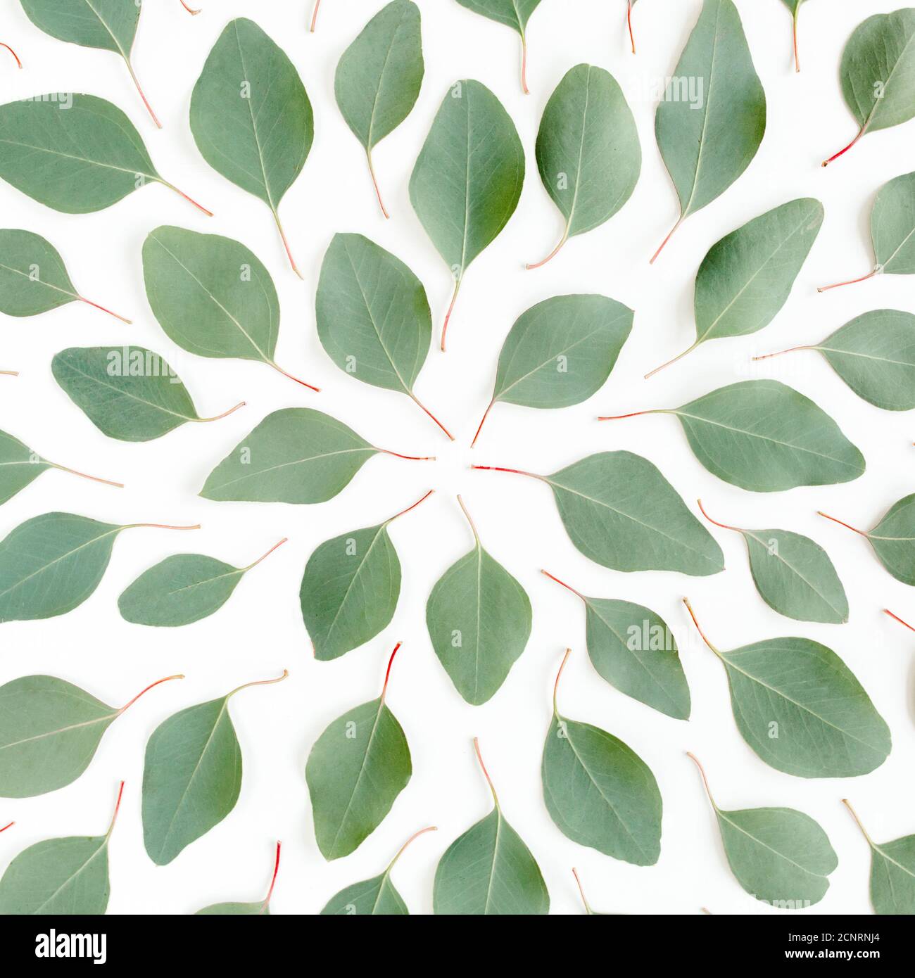 Abstract pattern, texture with green leaves eucalyptus populus isolated on white background ...