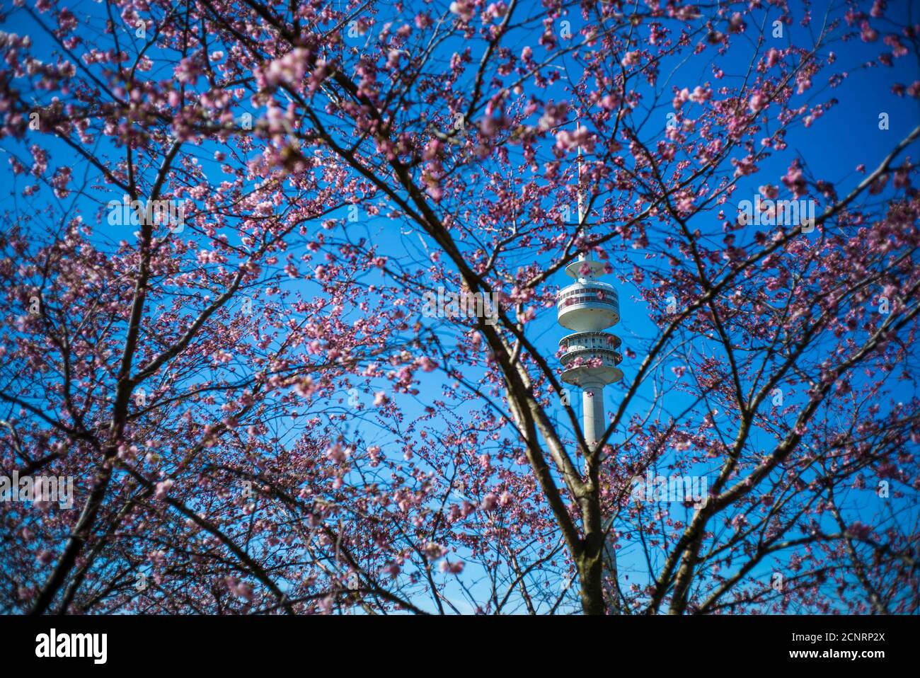 Cherry blossoms, Olympic tower, spring, Olympic Park Munich Stock Photo ...