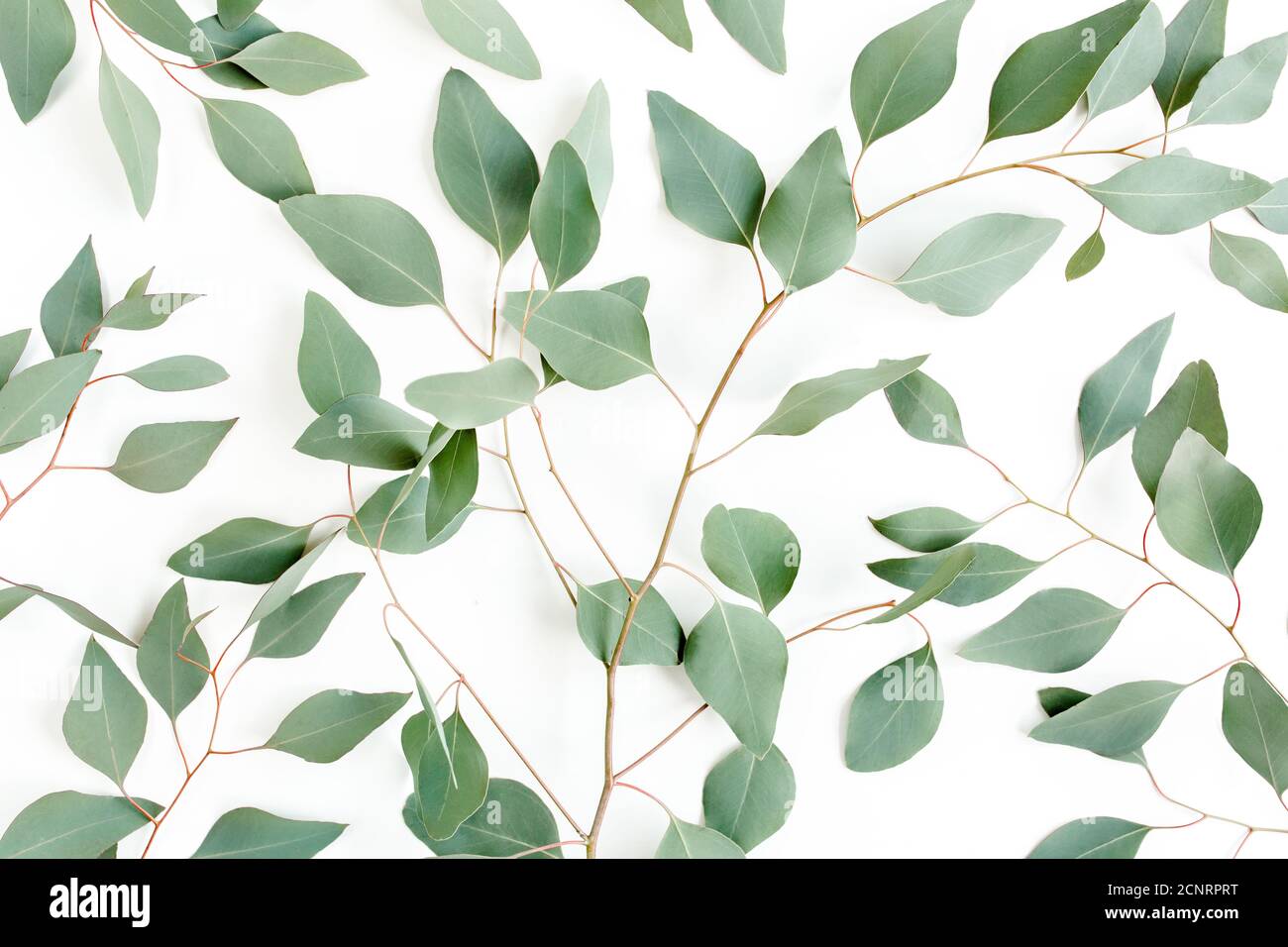 Background Texture made of green eucalyptus leaves, branch. Flat lay ...