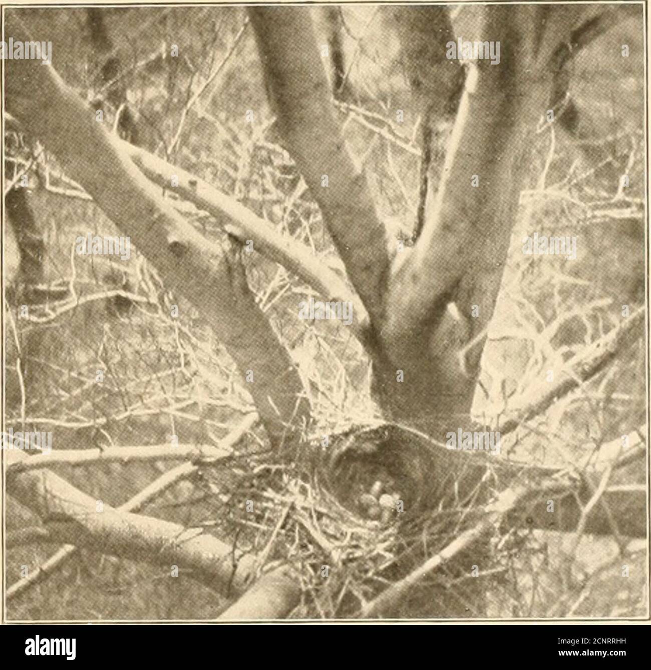 Corvine birds hi-res stock photography and images - Alamy