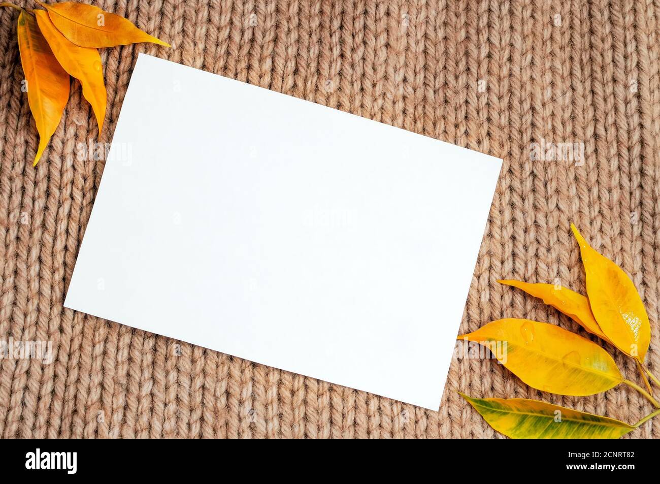 White sheet of paper on an entourage knitted background with yellow ...