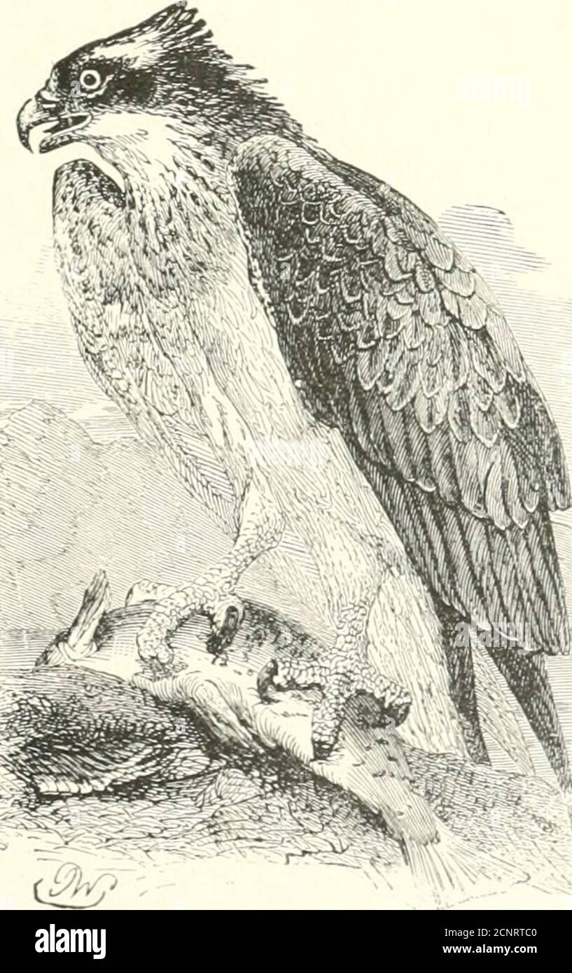 . The birds of eastern North America known to occur east of the ...